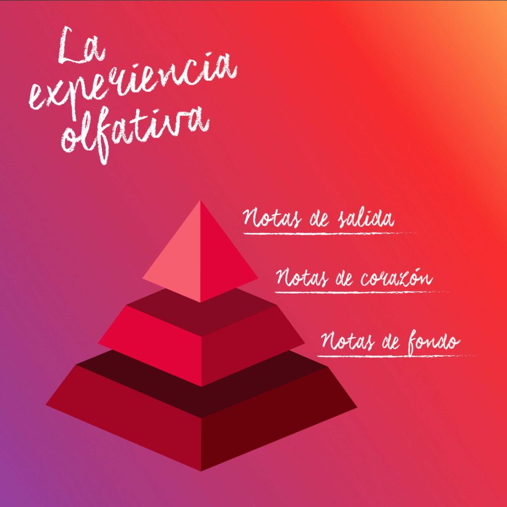 Pirámides olfativas: qué debes saber de un perfume